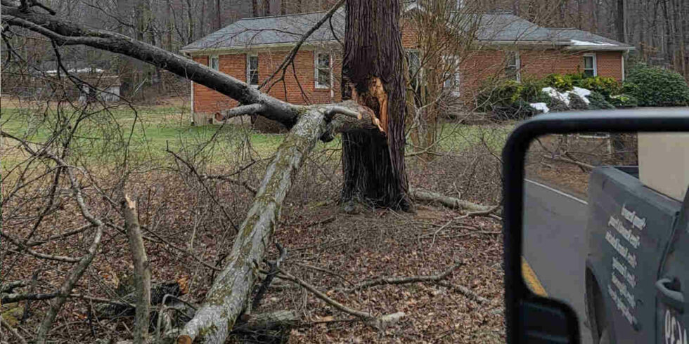 Can a Split Tree Branch Be Repaired in Brandywine, MD?