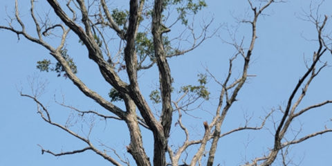 Dying Tree: 11 Revealing Signs and How to Save It