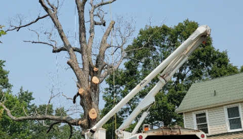 What Is Tree Topping and Why Is It Harmful to Your Tree?