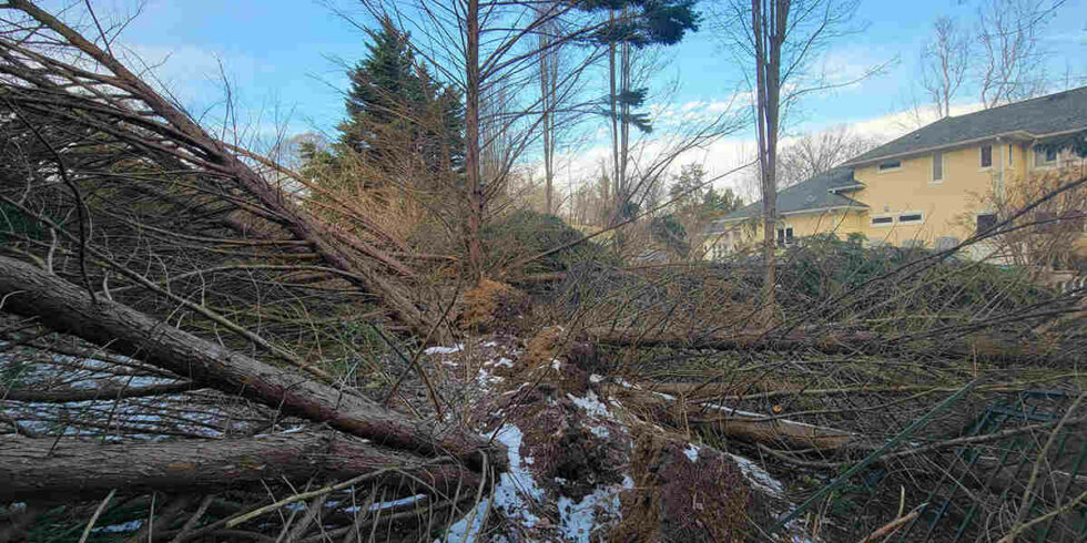 How Much Root Damage Can a Tree Take in Brandywine, MD?