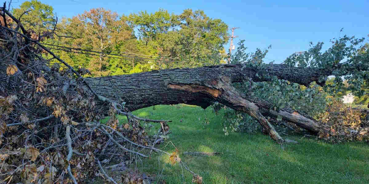 How to Identify Dead Branches on Your Trees in Brandywine, MD