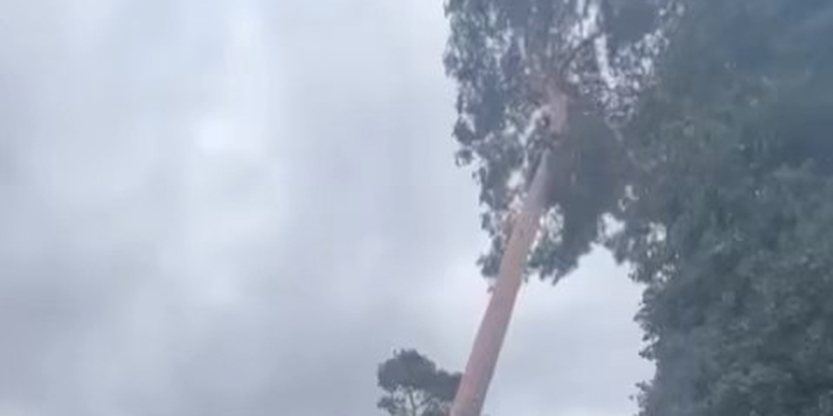 How to Protect Trees From Hurricanes: 4 Storm-Proofing Tips