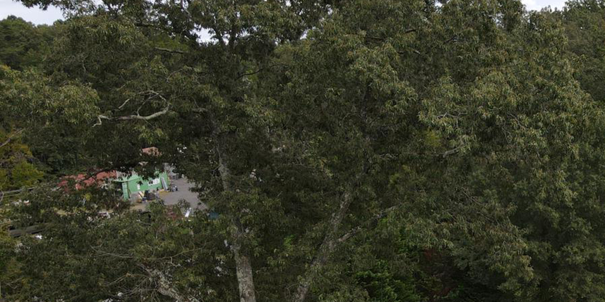 How to Tell if a Tree Is Healthy l 10 Signs of a Healthy Tree