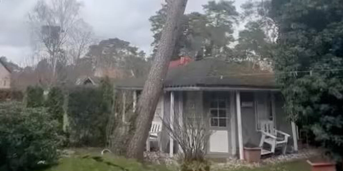 Is a Leaning Tree Dangerous - 5 Signs It Needs Attention