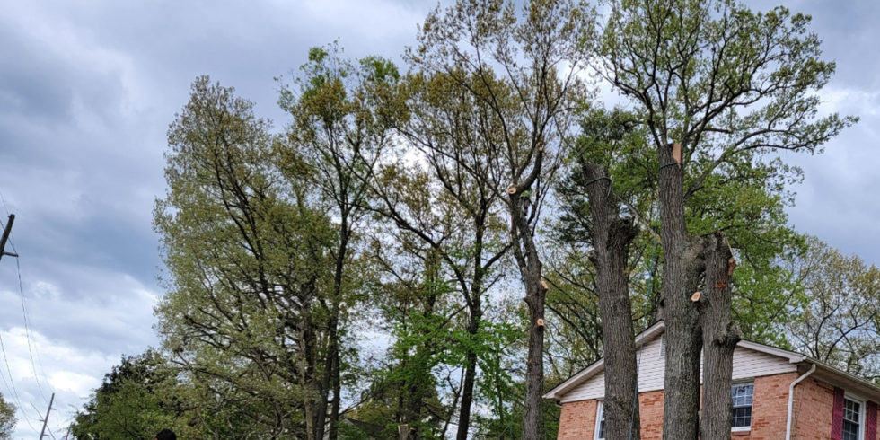 Top 4 Best Maryland Native Trees and How to Find Them