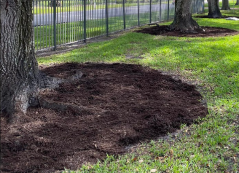 The Best Mulch for Fruit Trees: Mulching Options & Pro Tips