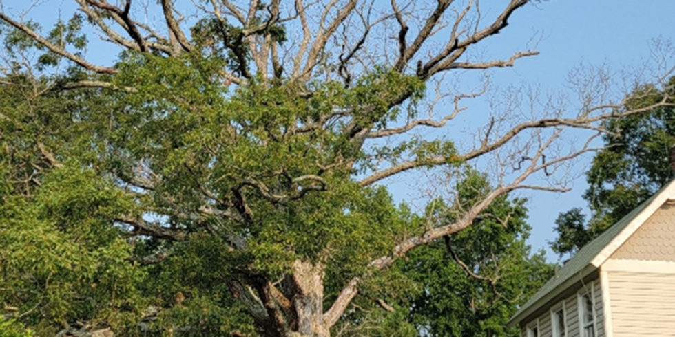 Sick Tree: Top Signs Something's Wrong With Your Tree
