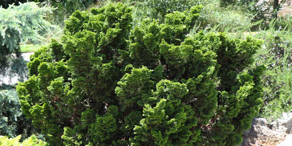 7 Signs of Overwatered Trees You Need to Watch Out For