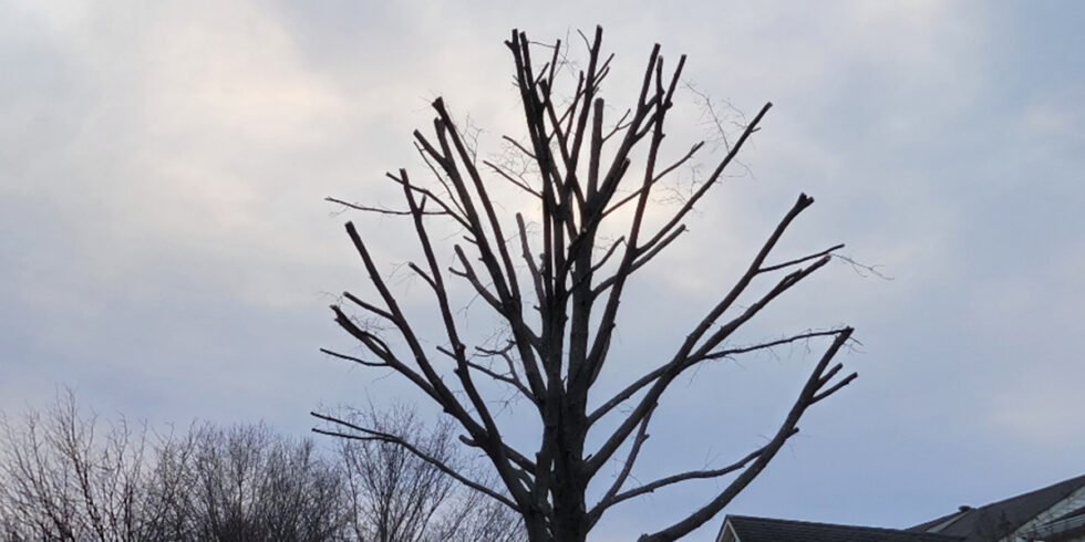 Topping a Tree vs Crown Reduction - Which to Choose