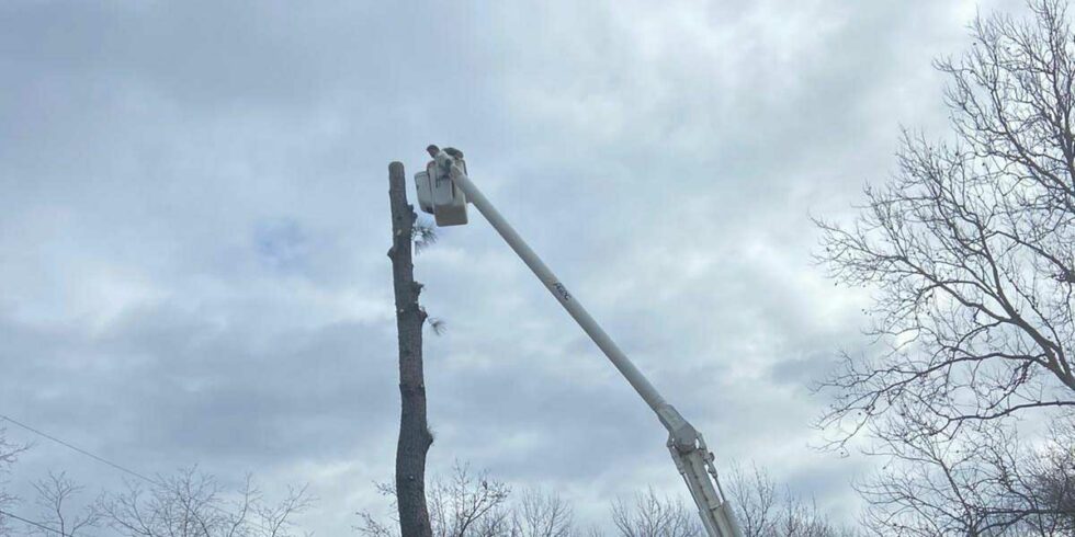 Tree Crown Reduction - Importance and Benefits Explained