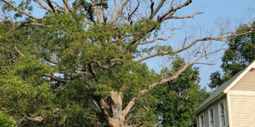 Watch Out For Invasive Vines That Choke Out & Kill Trees