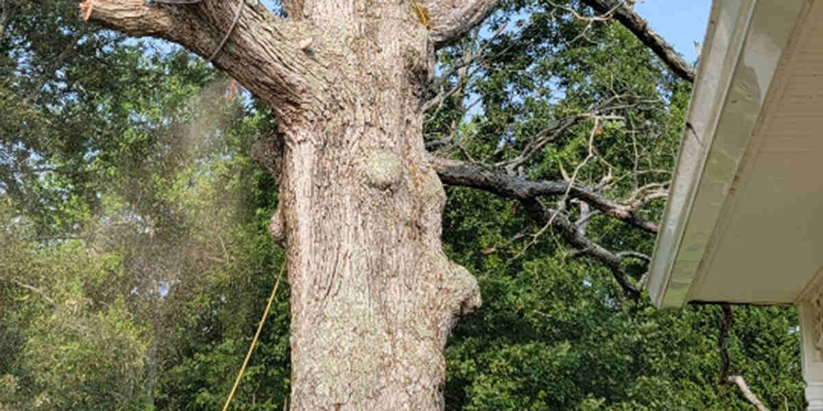 What Causes a Burl in a Tree on Your Brandywine Property?