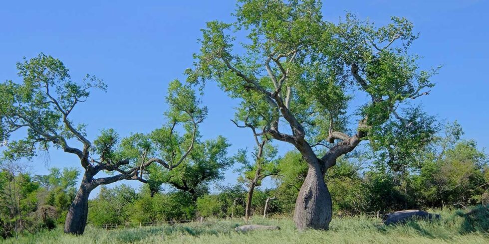 Why Are Curved Trees Dangerous - Understanding the Risks